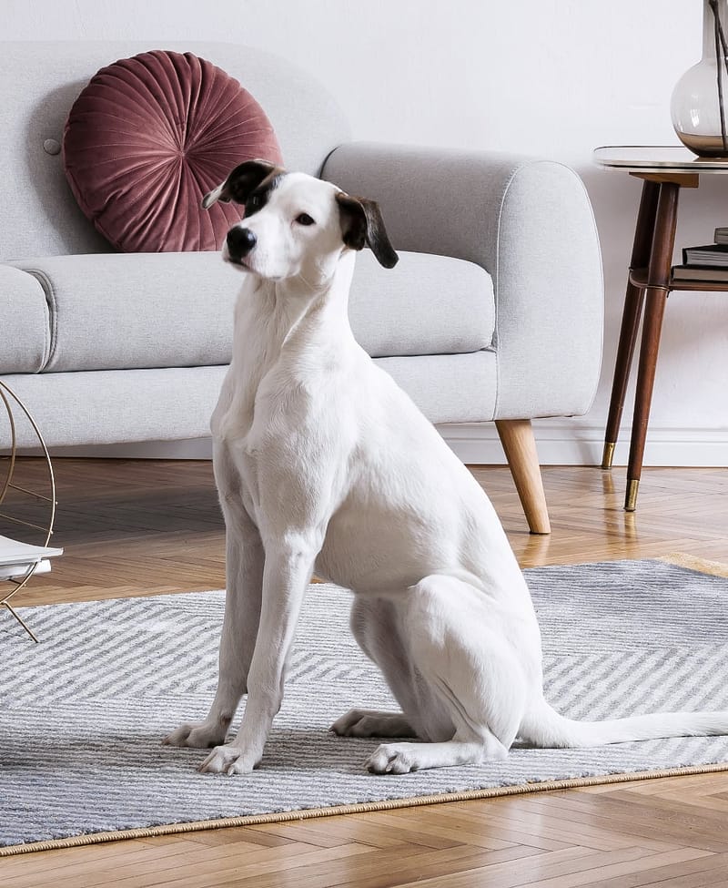 Pest Control Experts | Pest Scene Investigations | Victoria BC