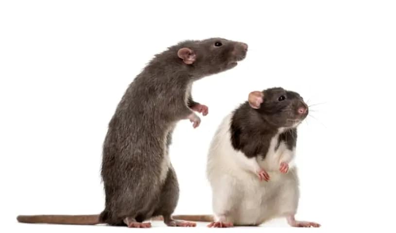 Rat Facts| Pest Scene Investigations | Victoria BC