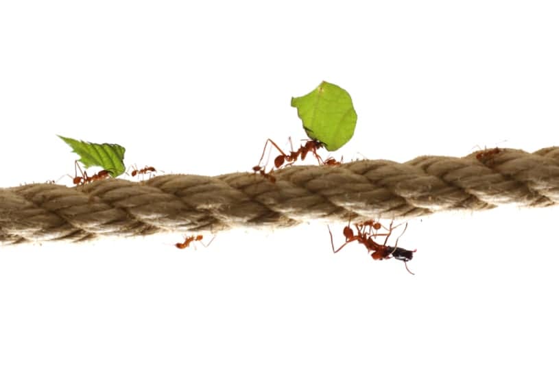 Basic Ant Information | Pest Scene Investigations | Victoria BC