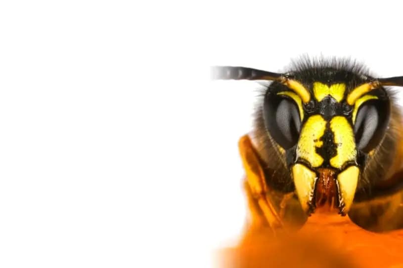 Pest Control Services | Pest Scene Investigations | Victoria BC